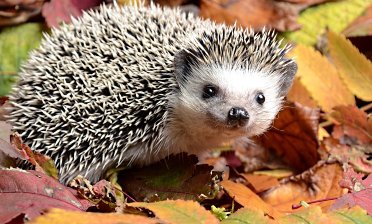 El Erizo - Mejores Peru